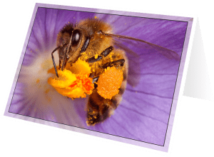 How to help revive a cold or wet bee • Save Bees