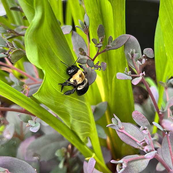 A wingless carpenter bee and her care • Save Bees