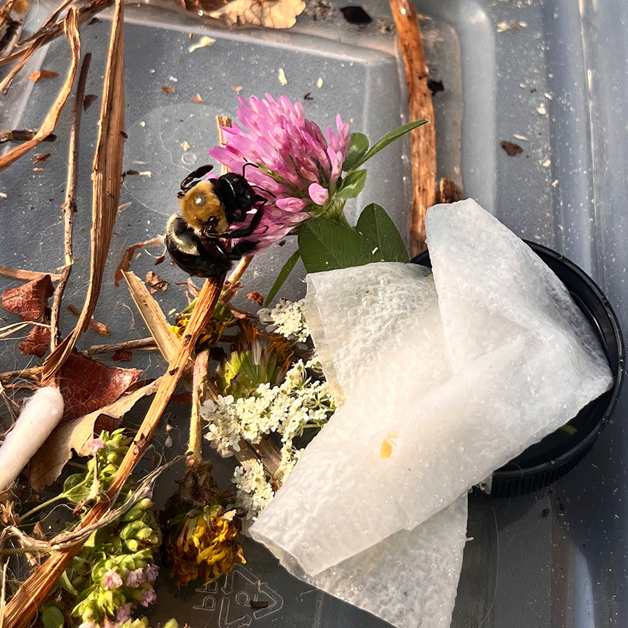 A wingless carpenter bee and her care • Save Bees