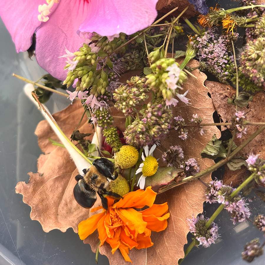 A wingless carpenter bee and her care • Save Bees