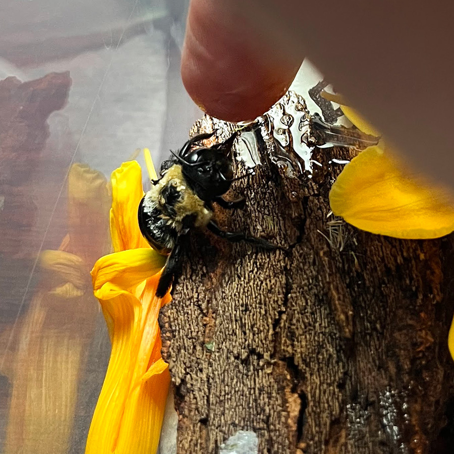 A wingless carpenter bee and her care • Save Bees