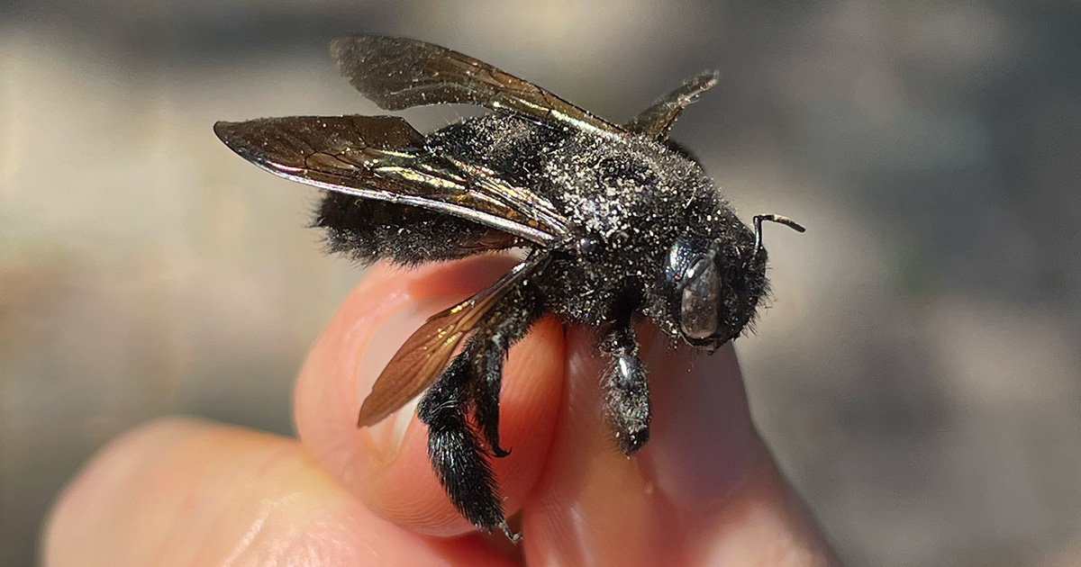 Carpenter bees are not pests, they are pollinators